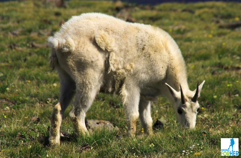 Mountain Goats And Hikers: Best Safety Tips